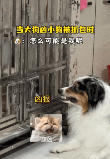小狗主人圈子的那个app叫啥图标