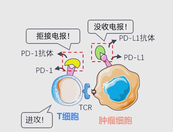 pd代表男女什么关系截图
