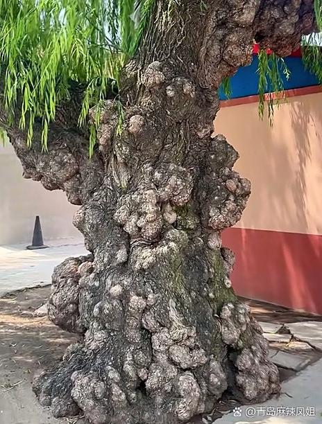 树干会长吗图标