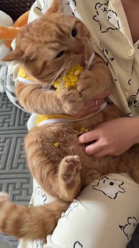 猫能吃玉米吗