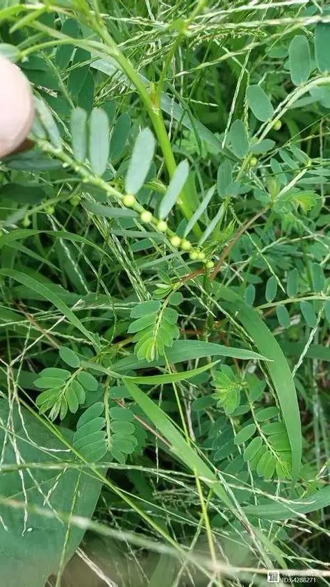 地下珠中草药作用图标