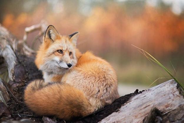 fox狐狸图标