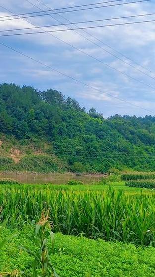 夏日乡野图片图标
