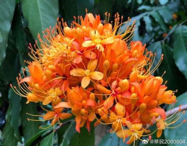 无忧花又叫什么花名图标