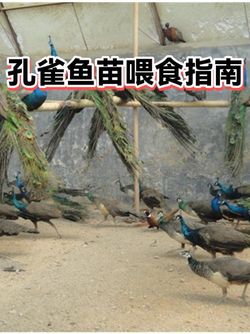 新生孔雀鱼多久喂食图标