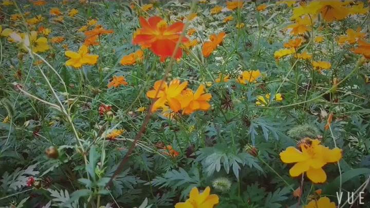 k歌赞花图案截图