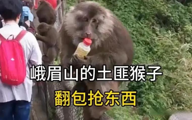 峨眉山猴子最火的一句图标