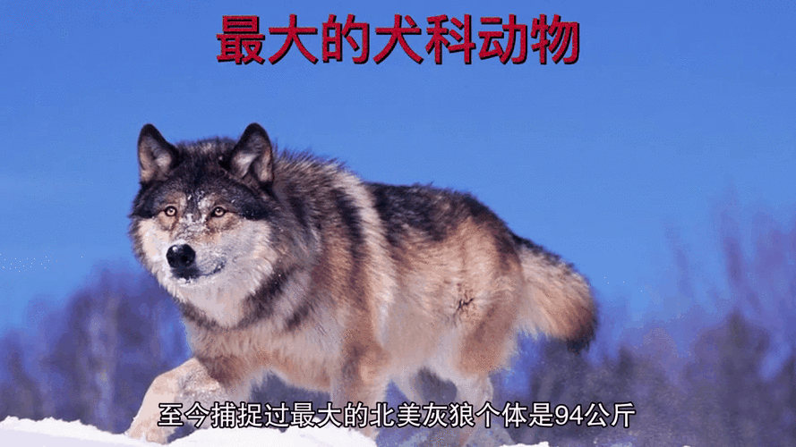 世界上最大的狼王截图