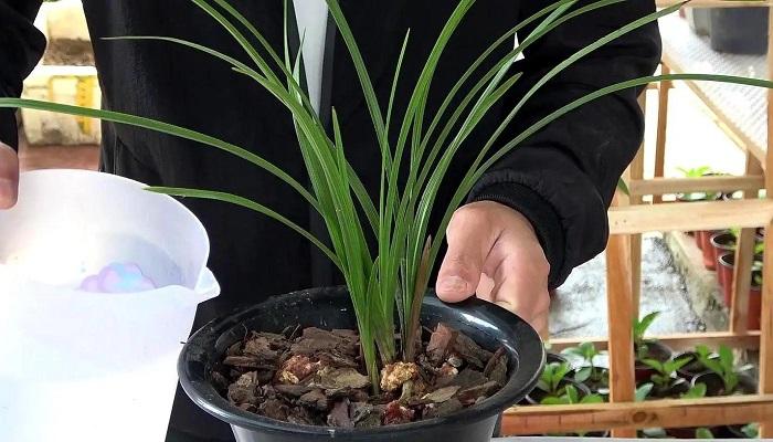 新上盆兰花要阴养多久截图