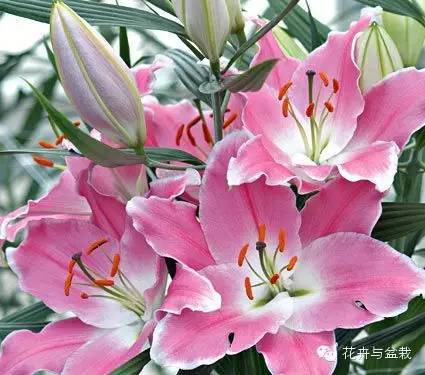 百合三种属性截图