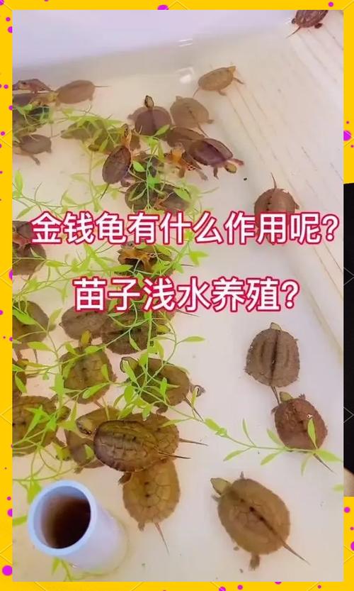 金钱龟一只多少钱图标