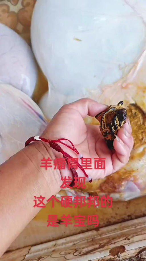 羊宝怎么处理