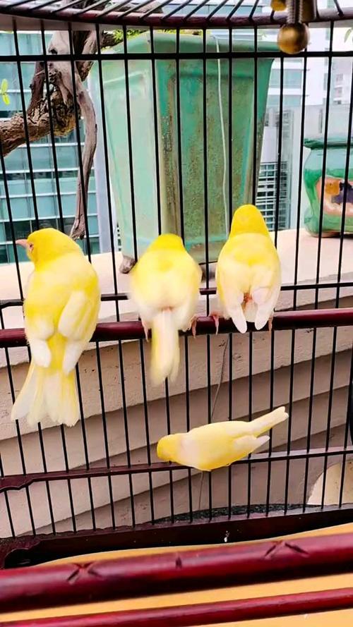 变异绣眼鸟图片图标