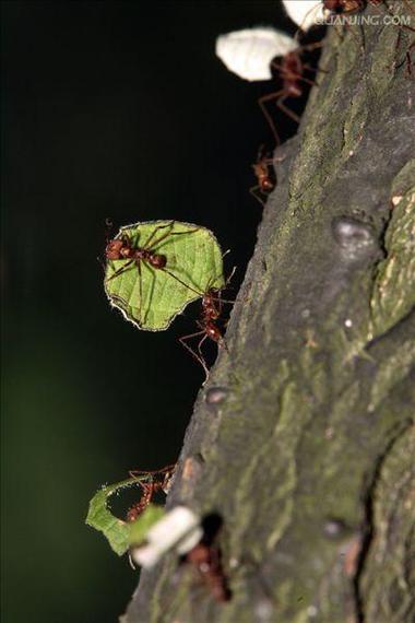leafcutter ants截图