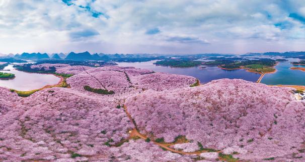 贵州最大樱花基地在哪里图标