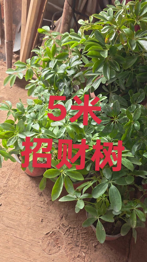发财树和招财树一样吗图标