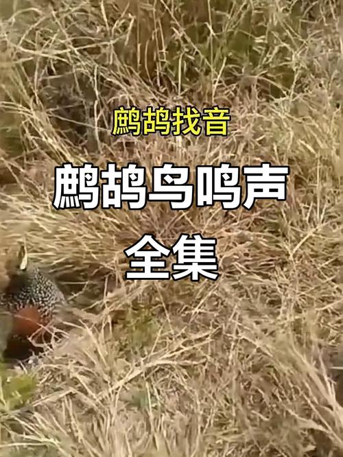 鹧鸪鸟的叫声不如归去图标