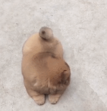 小狗摇尾巴表情包gif