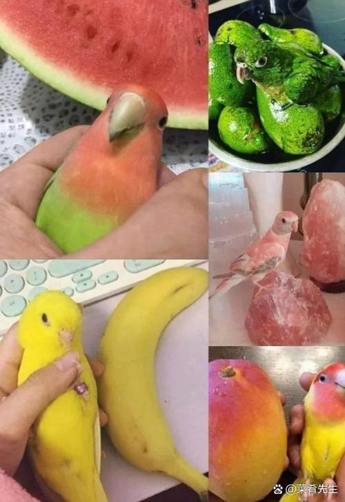 鹦鹉最讨厌三个水果图标