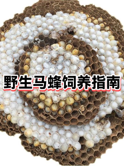 马蜂可以抓吗图标