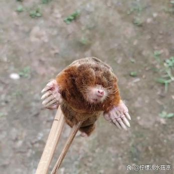 肥打一动物图标