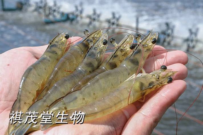 虾有病毒吗