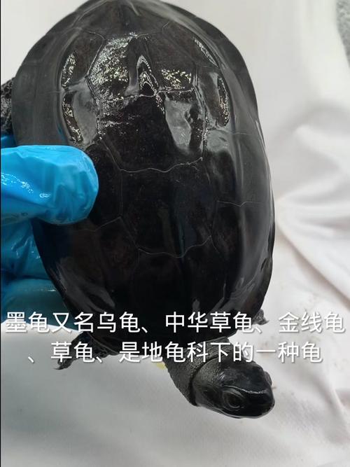 黑色龟壳是什么乌龟图标