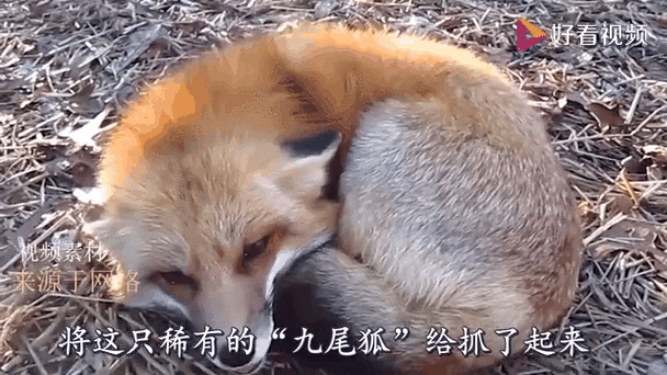 现实生活中的九尾狐图标