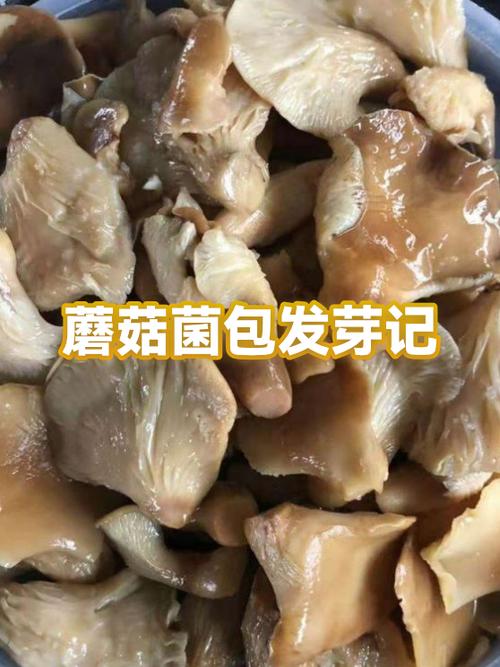 蘑菇菌包成长记图标