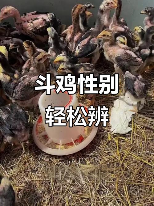 一窝斗鸡挑选口诀截图