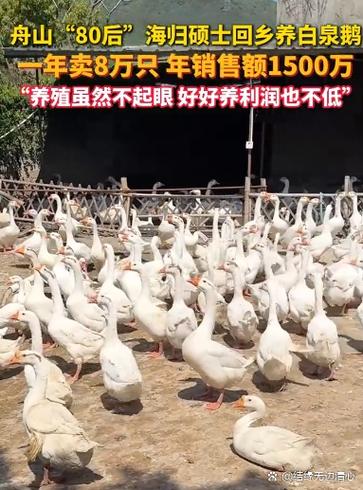 养1000只鹅需要投资多少钱图标