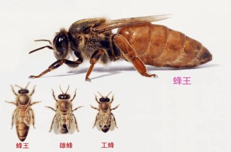 什么叫蜂王截图