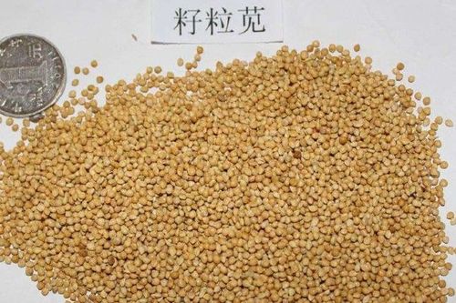 牧草种子哪种产量高营养高截图