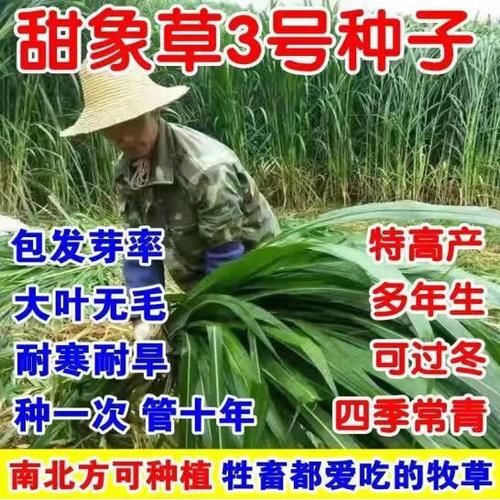 甜象草3号牧草种子多少钱一斤图标