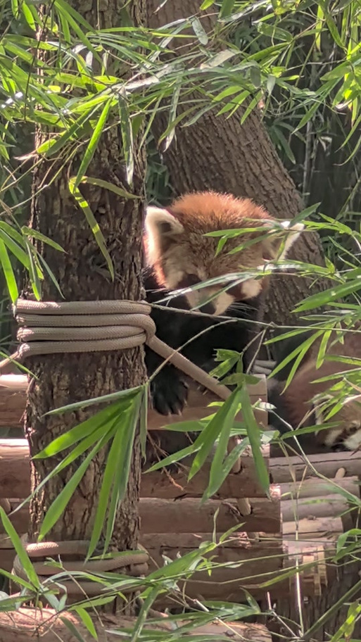 熊猫基地怎么看小熊猫图标