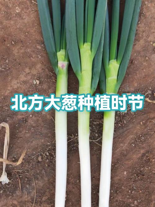 怎样种大葱的视频截图
