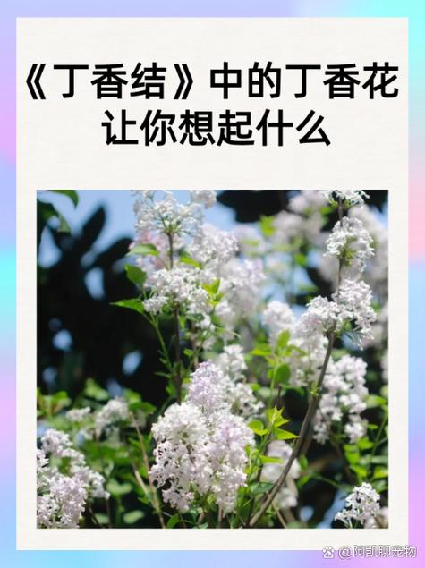 作者花言雨落图标
