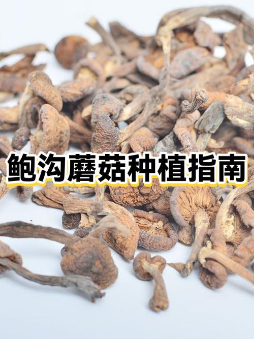种蘑菇怎么种图标