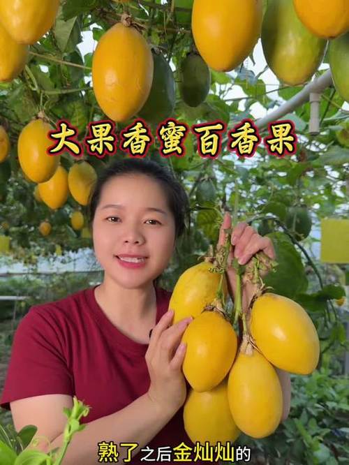 百香果贵吗图标