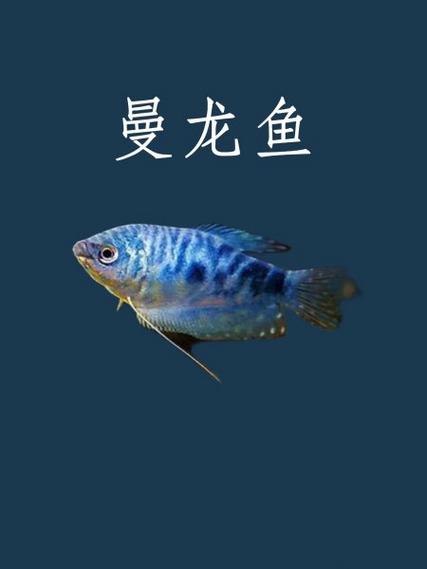曼龙属于什么档次图标