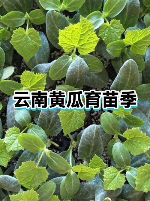 云南黄瓜图标