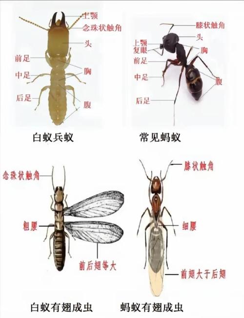 家里有白蚁的迹象图标