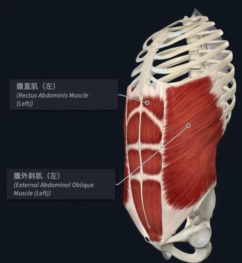 腹肌要怎么练图标