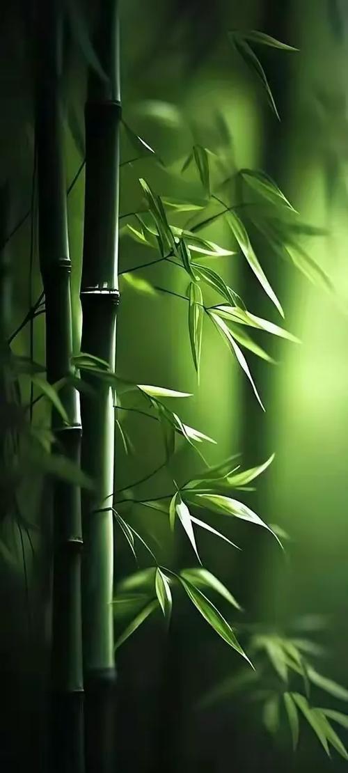 青竹by图标
