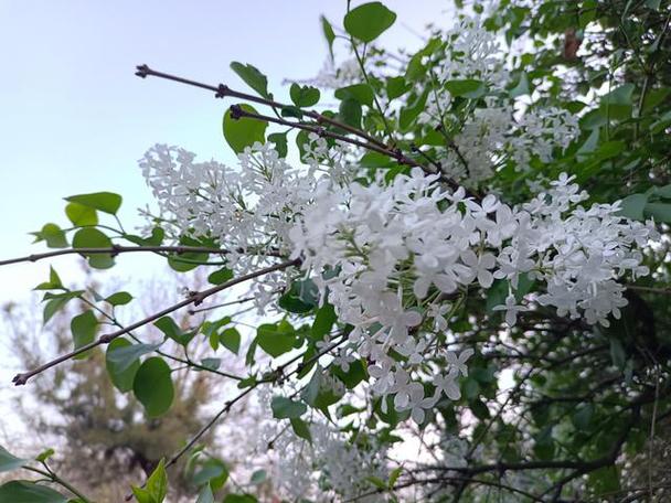 丁香花对联图标