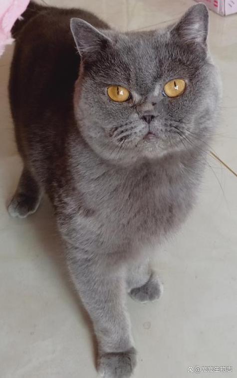 蓝猫烟价格及图片截图