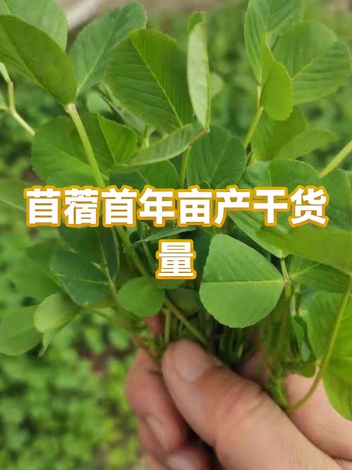 苜蓿草干草多少钱一吨截图