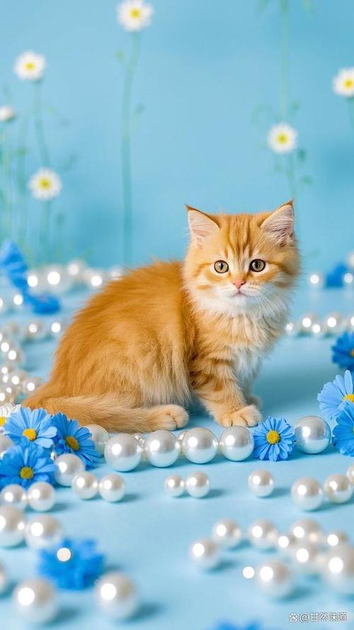 我想养一只小猫图标