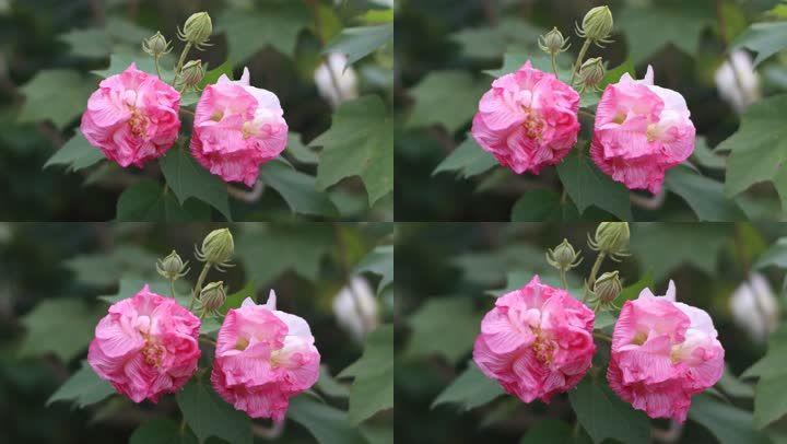 芙蓉视频图标