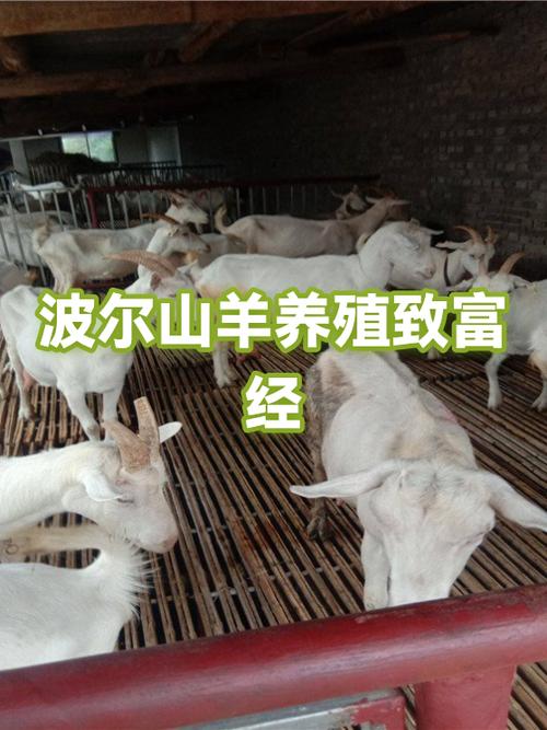 养殖羊赚钱吗图标